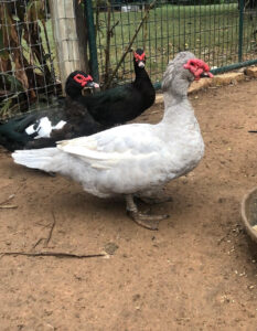 New Poultry Varieties Enter APA - Backyard Poultry